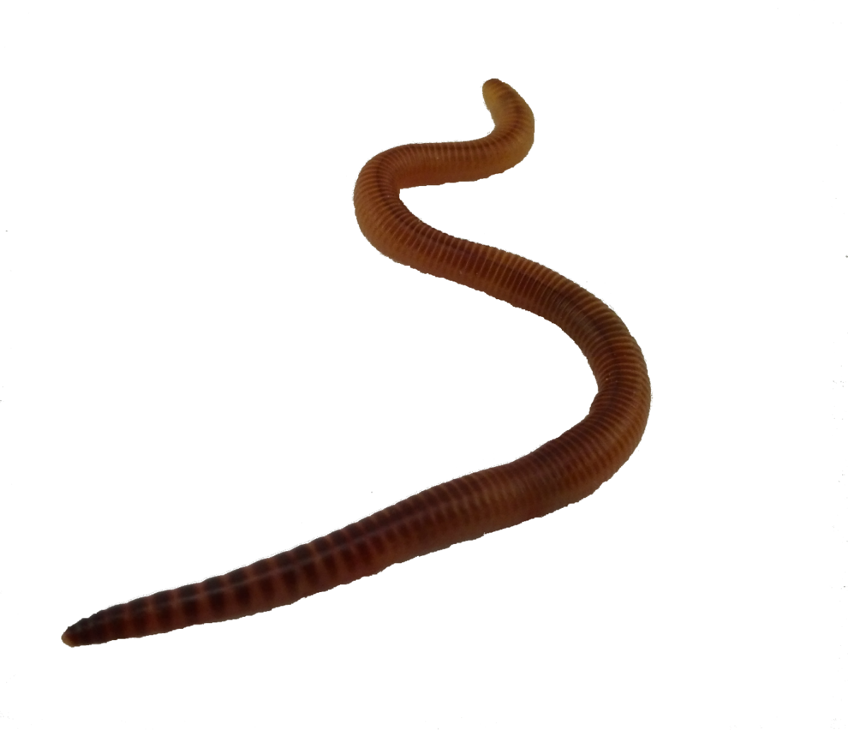 Tigerorm - (Levende) - Regnorme - DinInsektButik