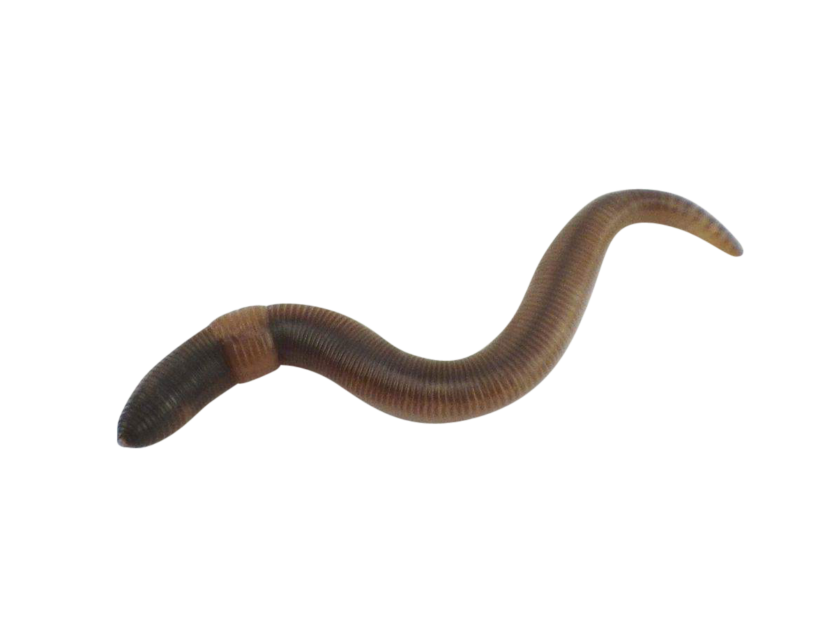 Canada Regnorm - (Levende) - Regnorme - DinInsektButik